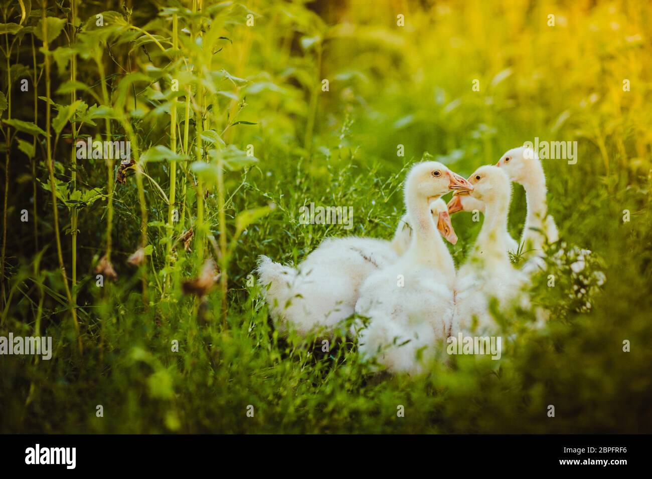 Five young goose together sit in the grass Stock Photo - Alamy