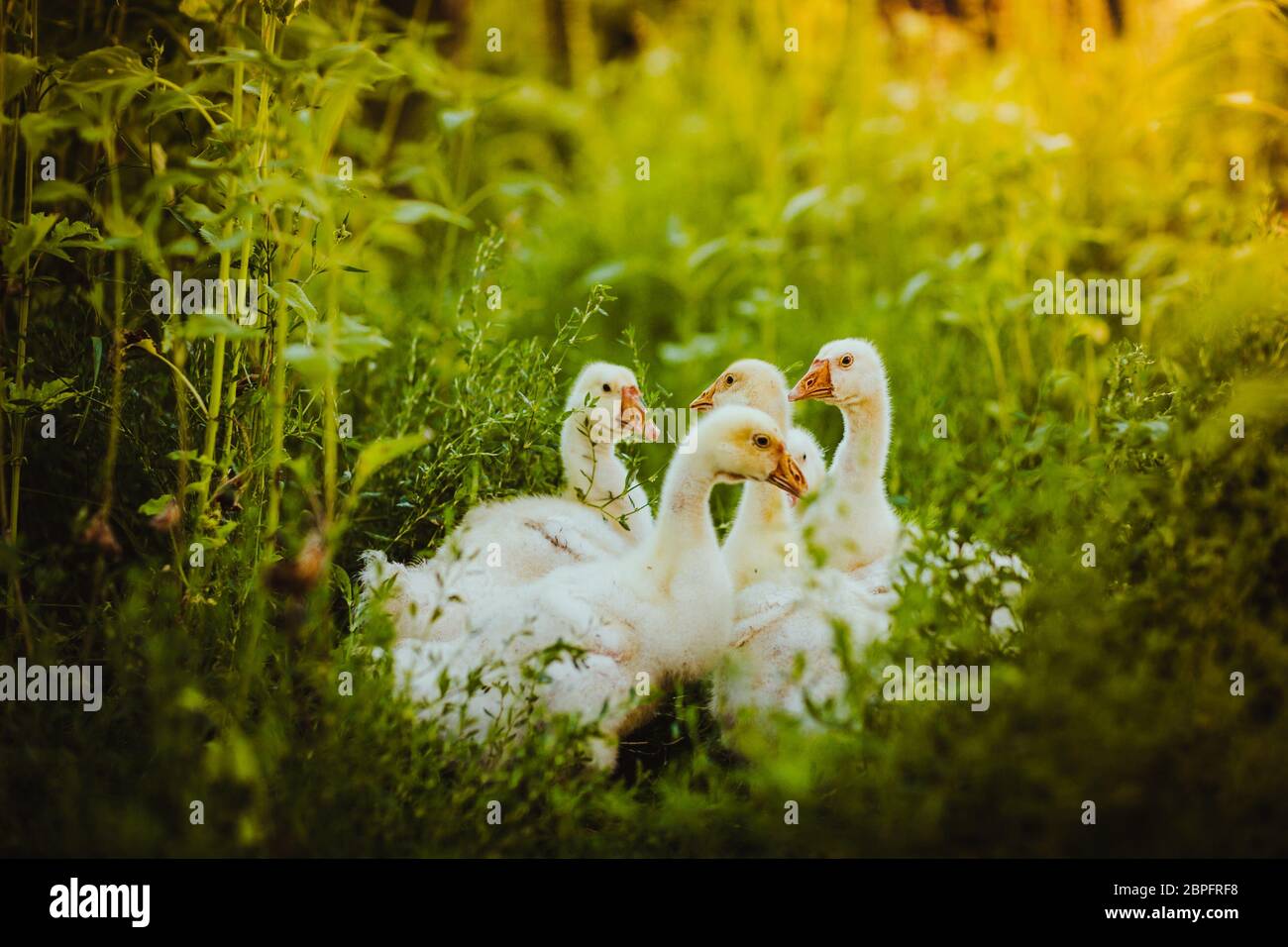 Five young goose together sit in the grass Stock Photo - Alamy