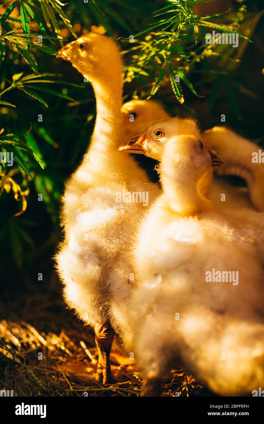 Five young goose together sit on the grass Stock Photo - Alamy