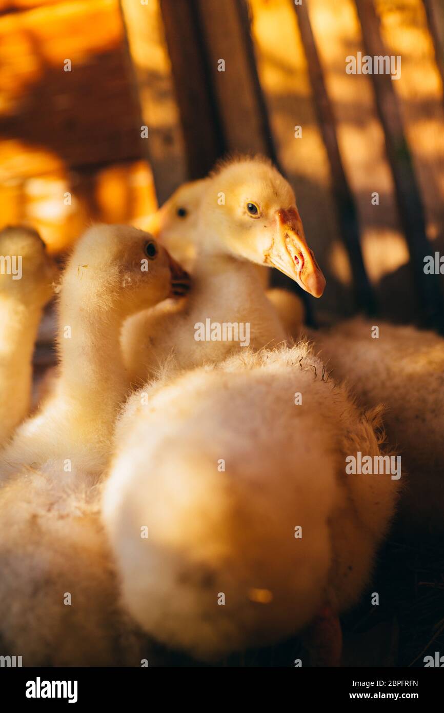 Five young goose together sit on the grass Stock Photo - Alamy
