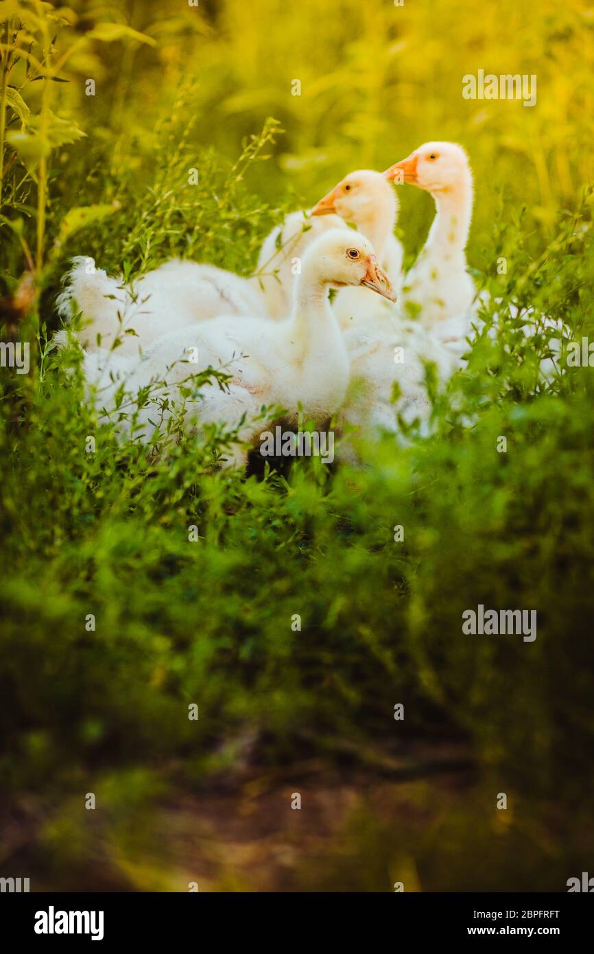 Five young goose together sit in the grass Stock Photo - Alamy