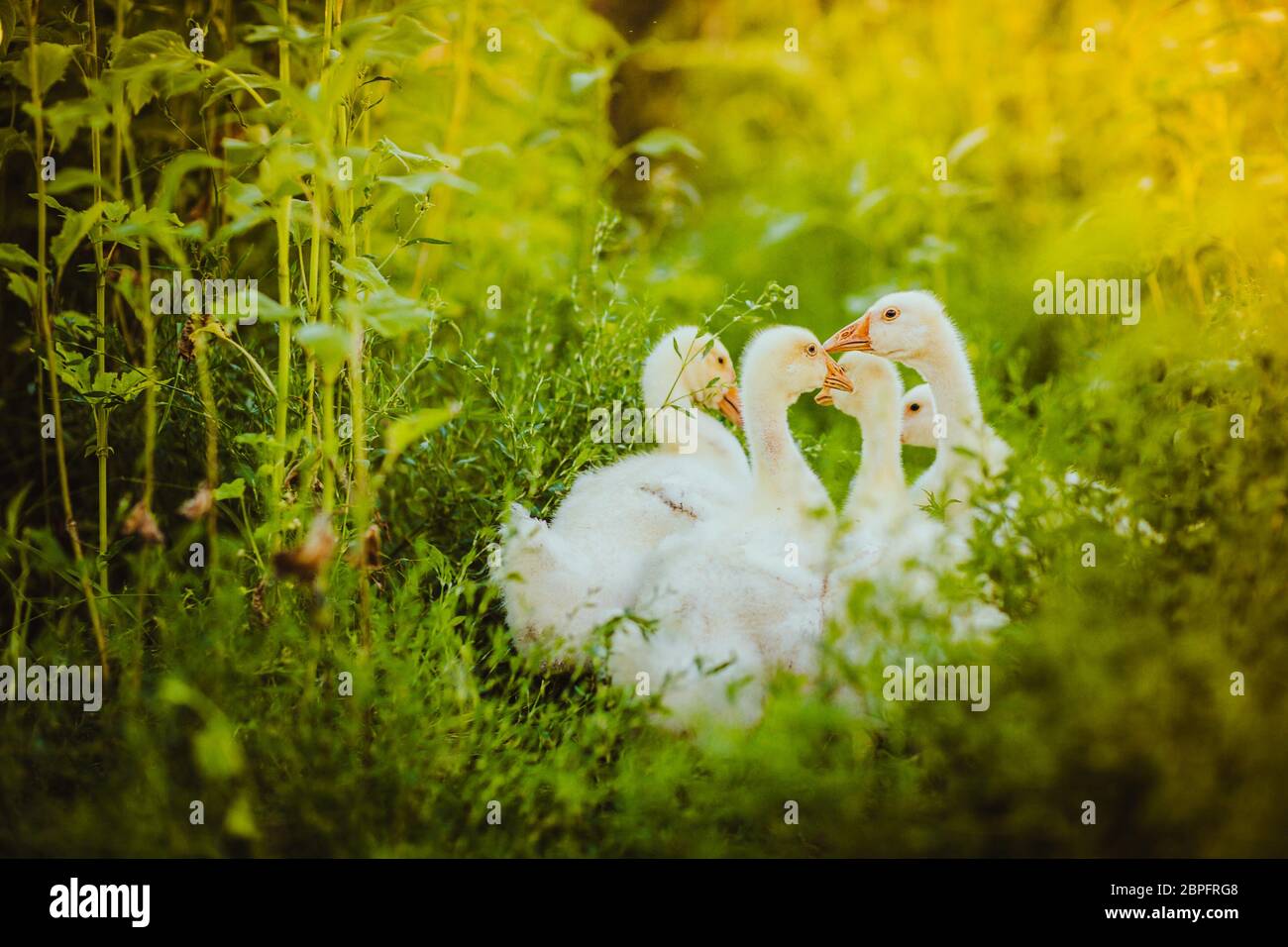 Five young goose together sit in the grass Stock Photo - Alamy