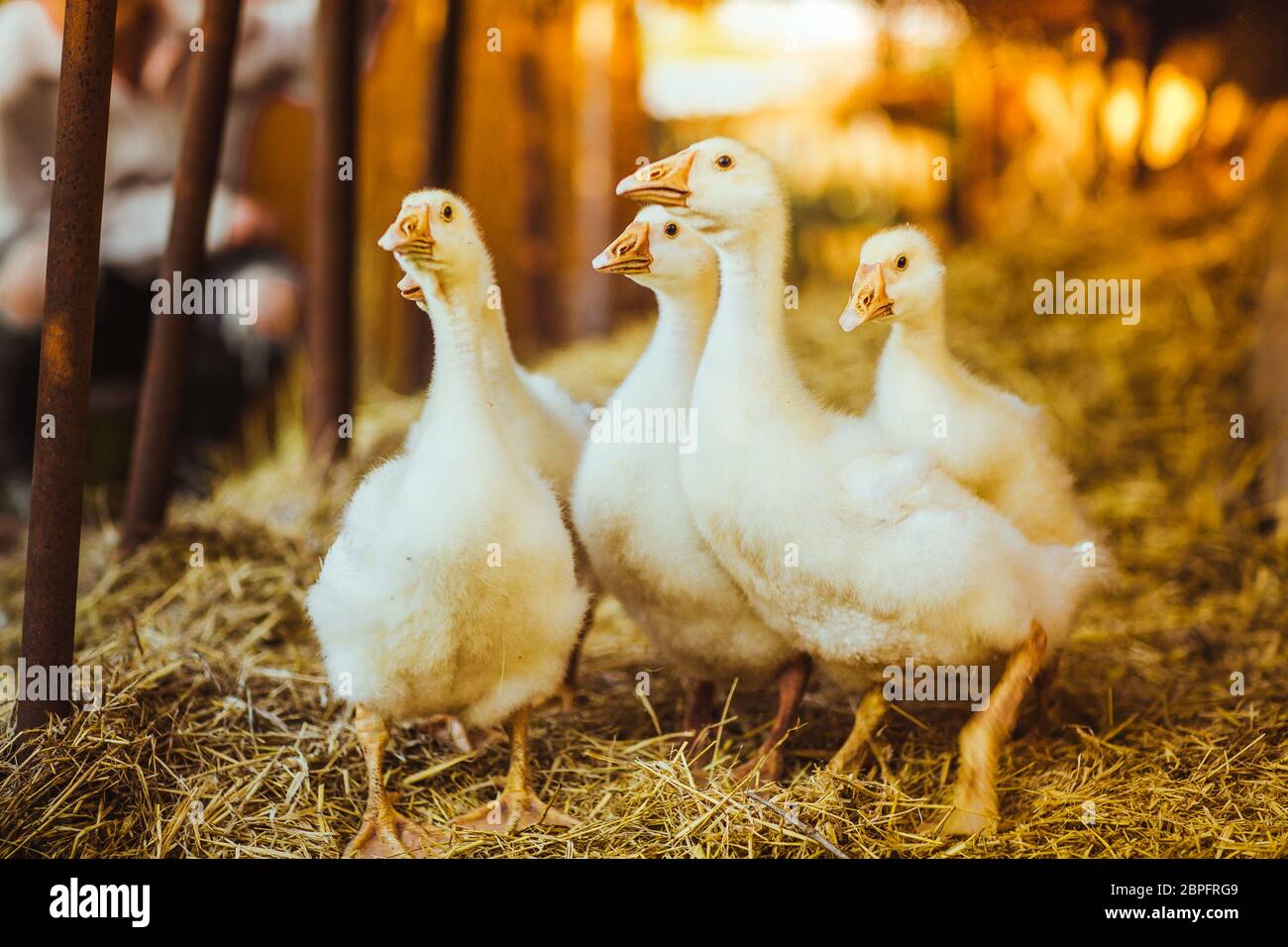 Five young goose together sit in the grass Stock Photo - Alamy