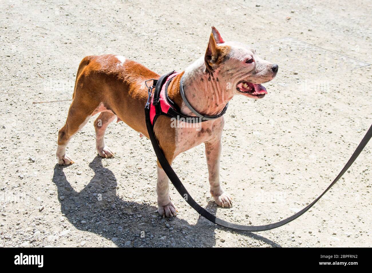Amstaff, a beautiful guard and compaction dog Stock Photo - Alamy