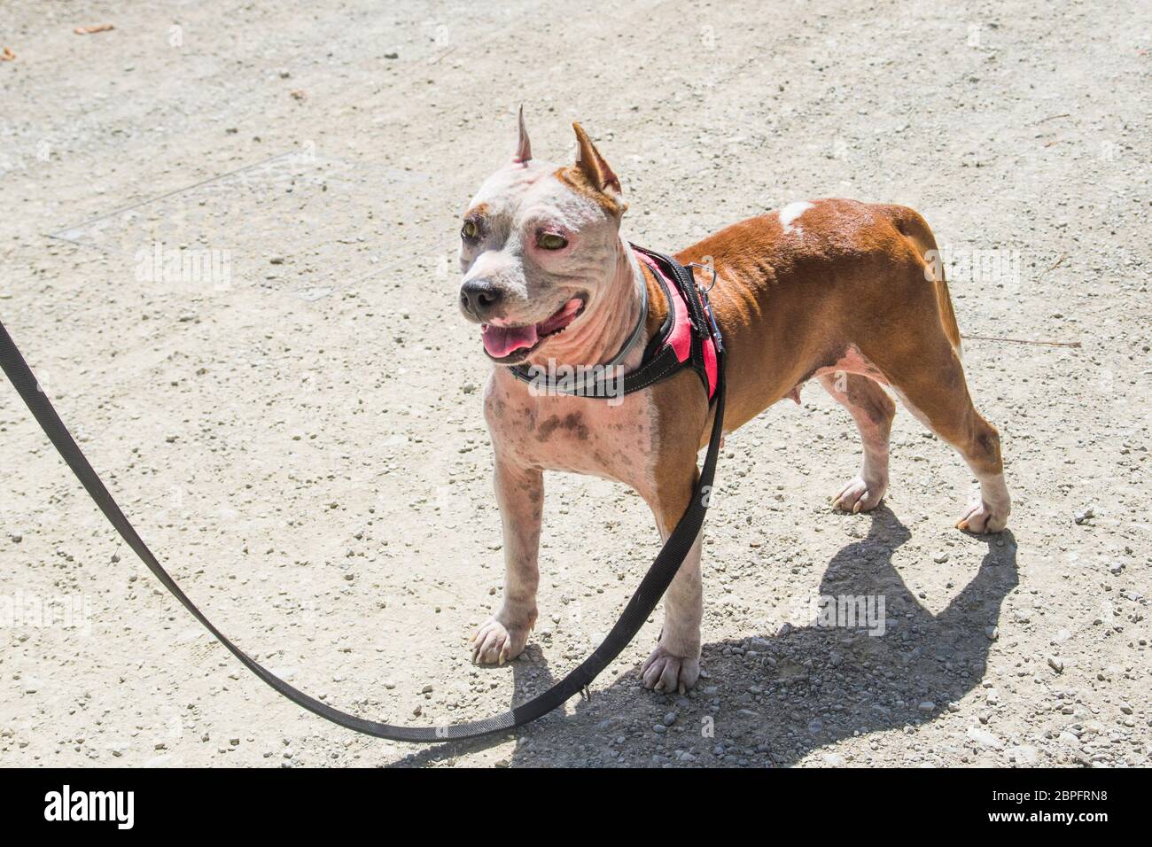 Amstaff, a beautiful guard and compaction dog Stock Photo - Alamy