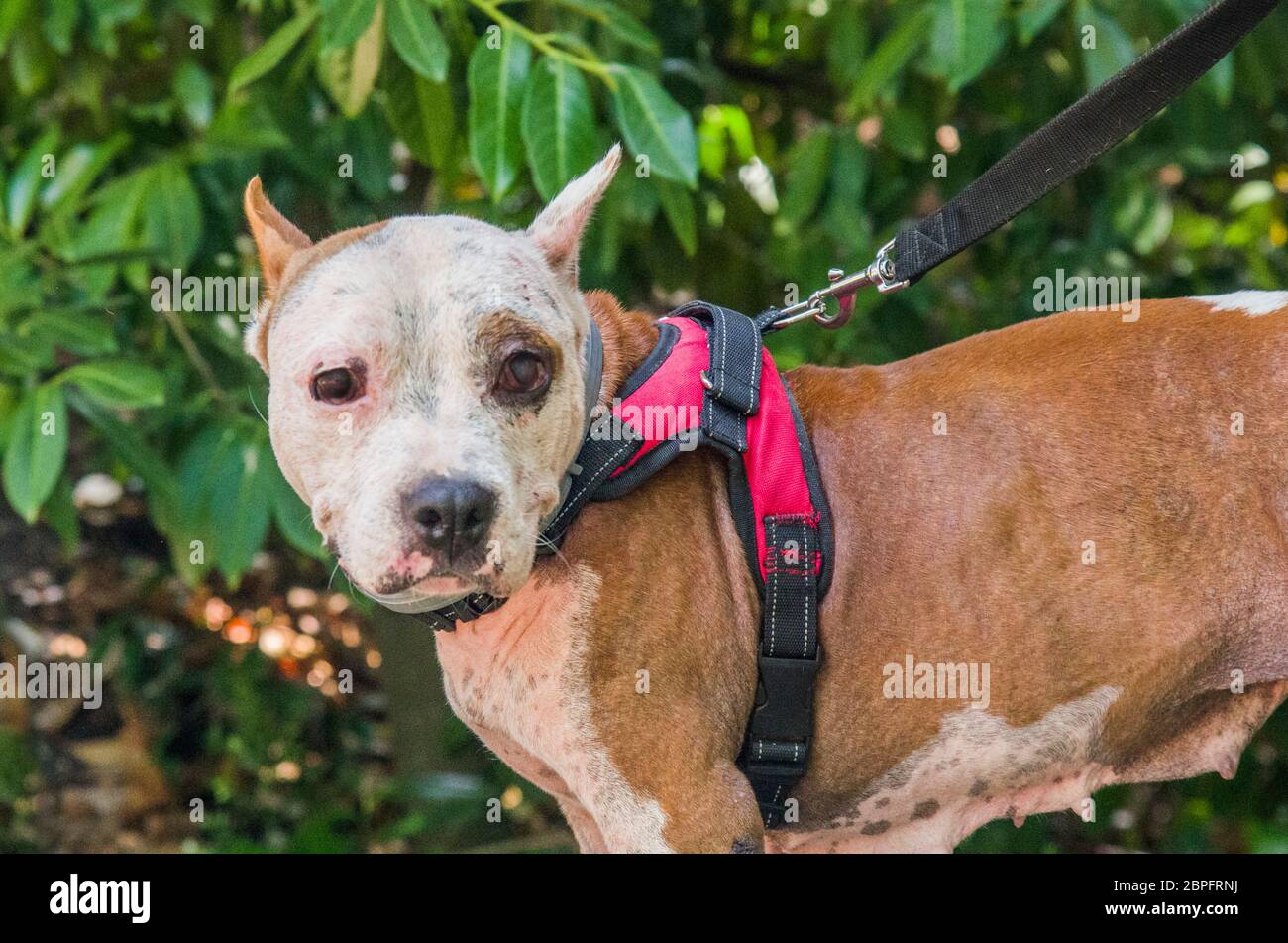 Amstaff angry hi-res stock photography and images - Alamy