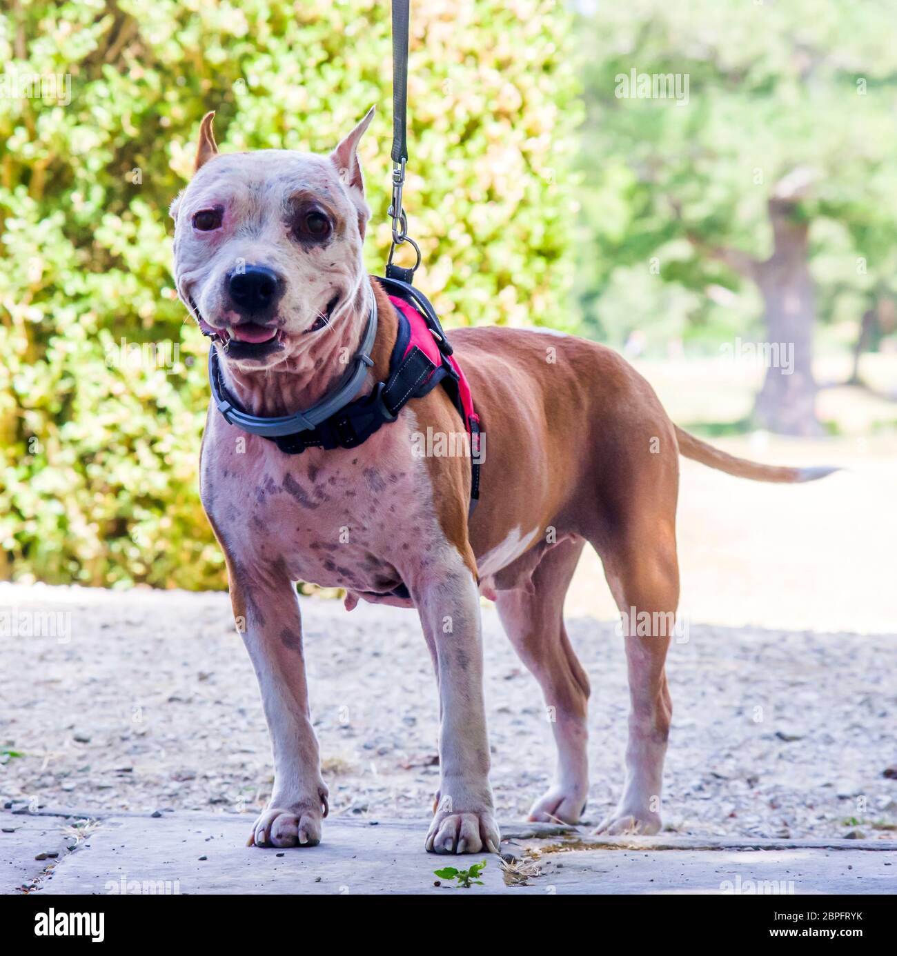 Amstaff, a beautiful guard and compaction dog Stock Photo - Alamy