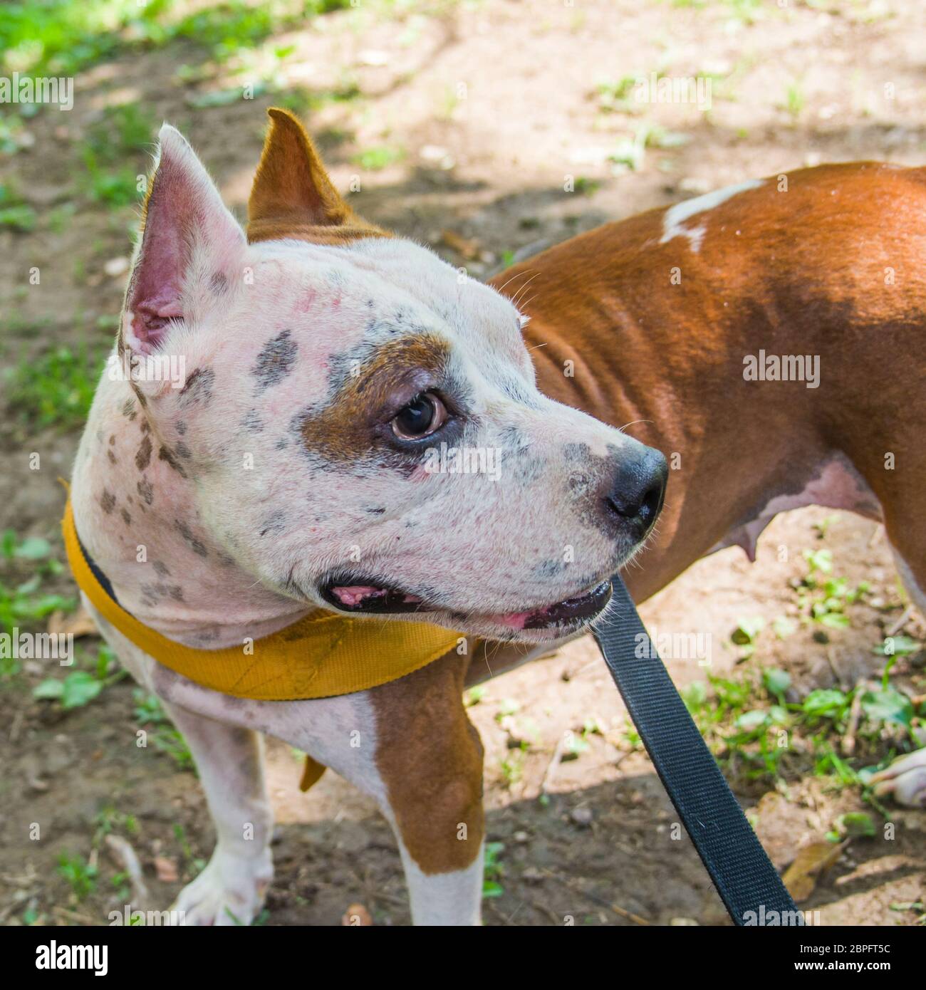 Amstaff angry hi-res stock photography and images - Alamy