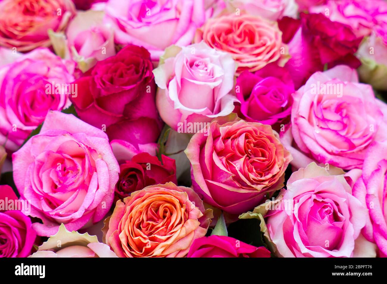 pink roses background Stock Photo - Alamy