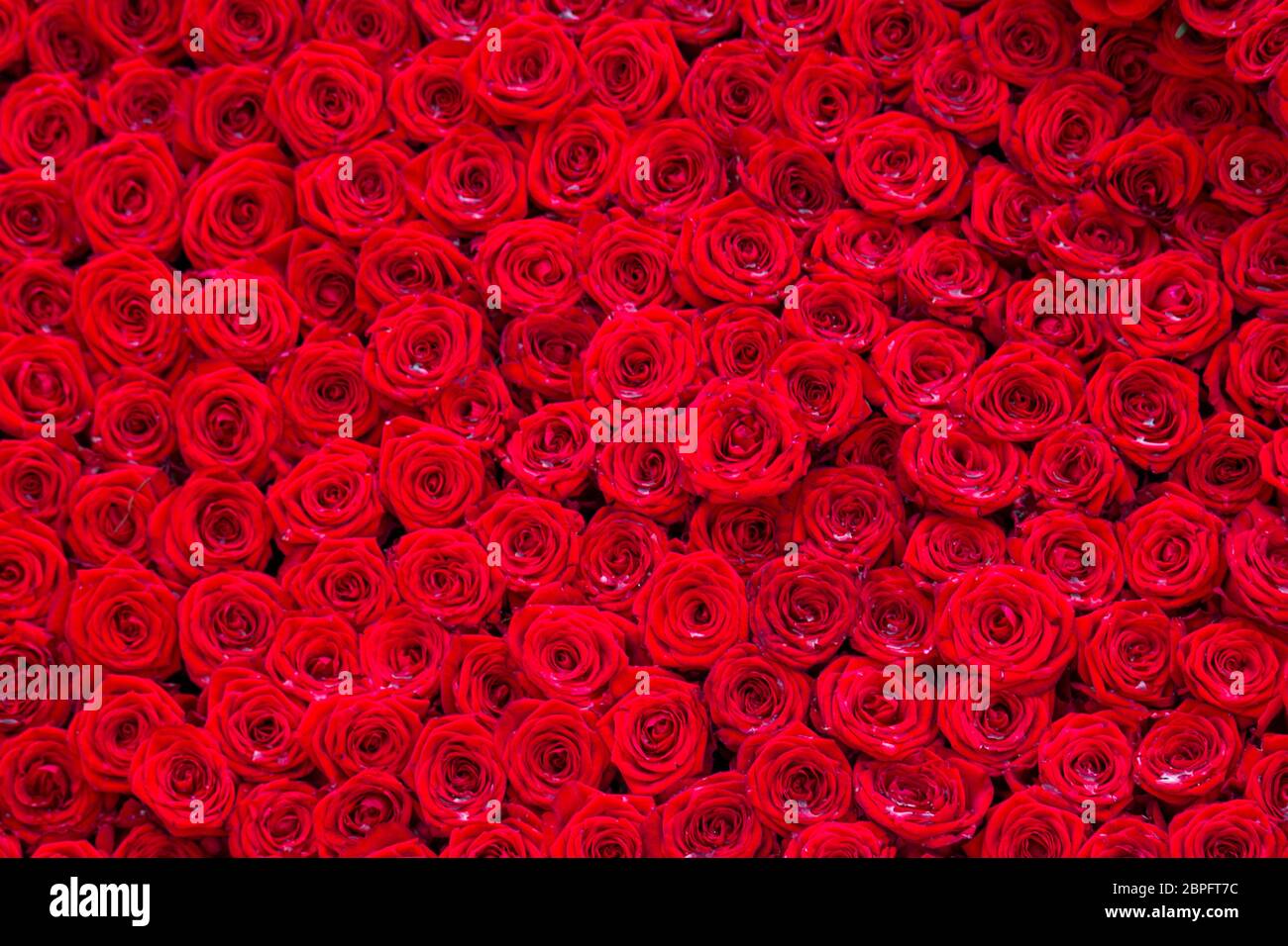 red roses background Stock Photo - Alamy