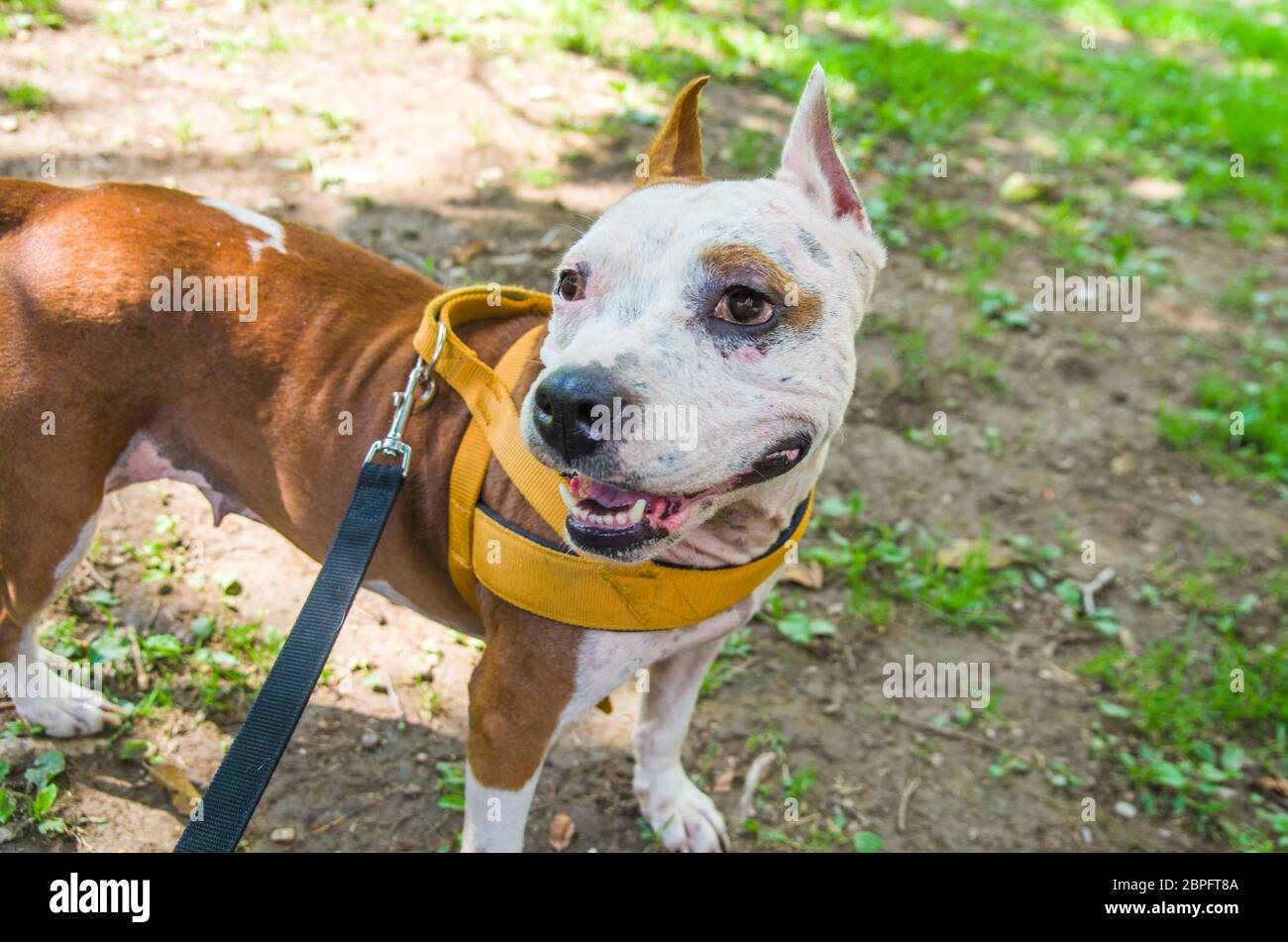Amstaff angry hi-res stock photography and images - Alamy