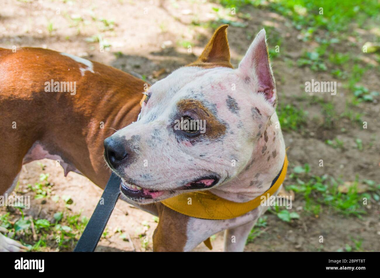 Amstaff angry hi-res stock photography and images - Alamy