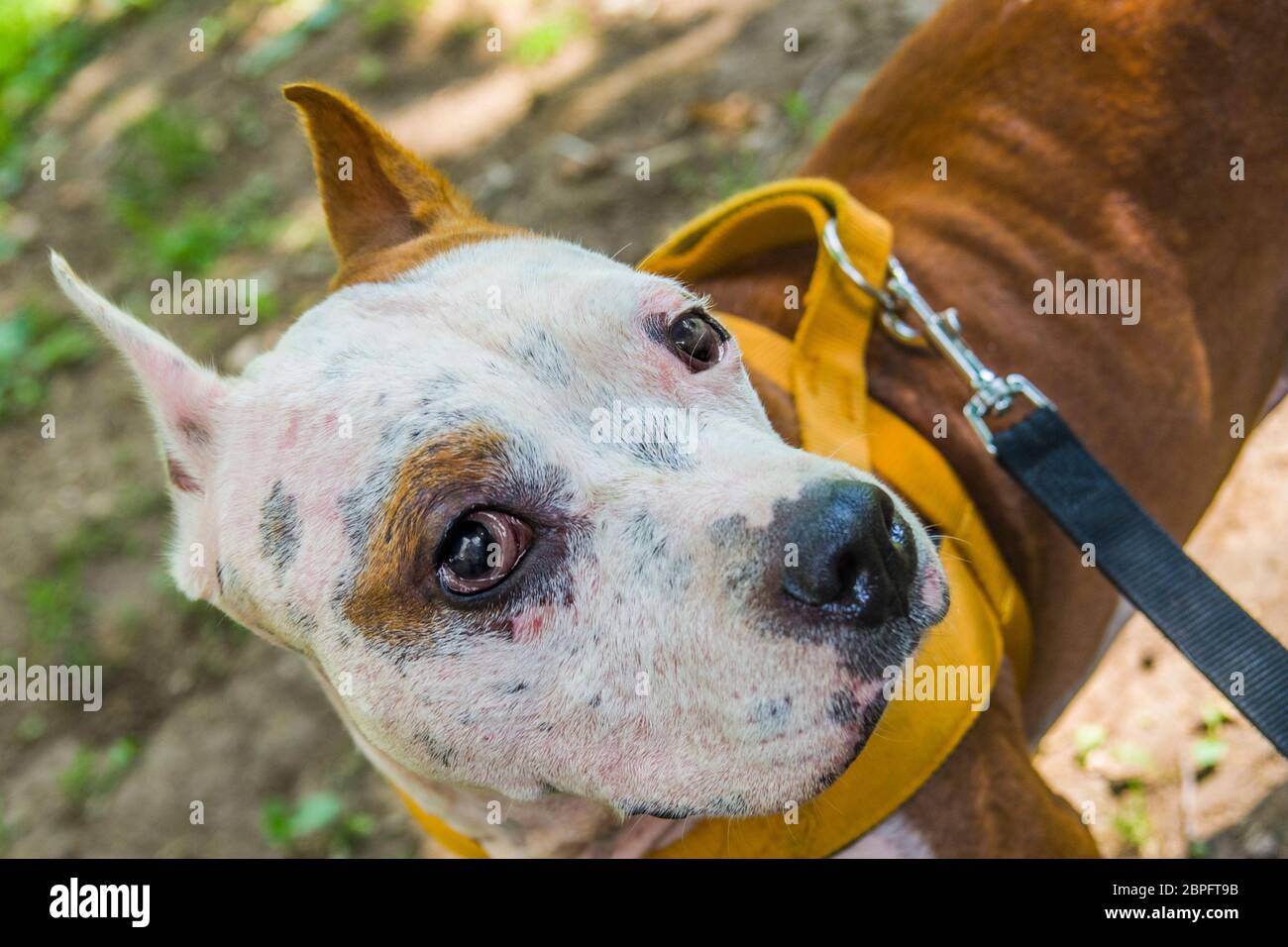 Amstaff, a beautiful guard and compaction dog Stock Photo - Alamy