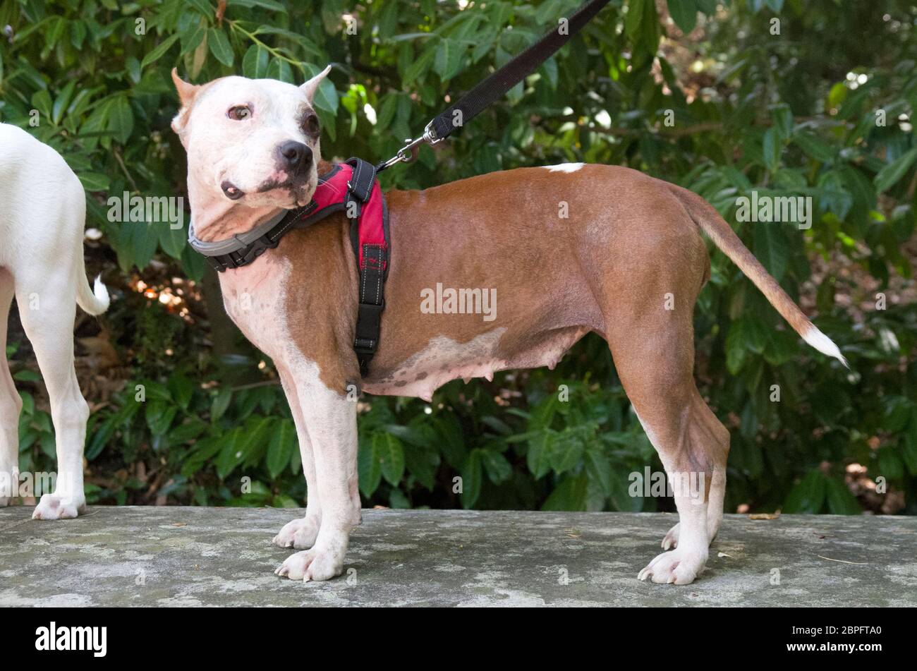 Amstaff, a beautiful guard and compaction dog Stock Photo - Alamy