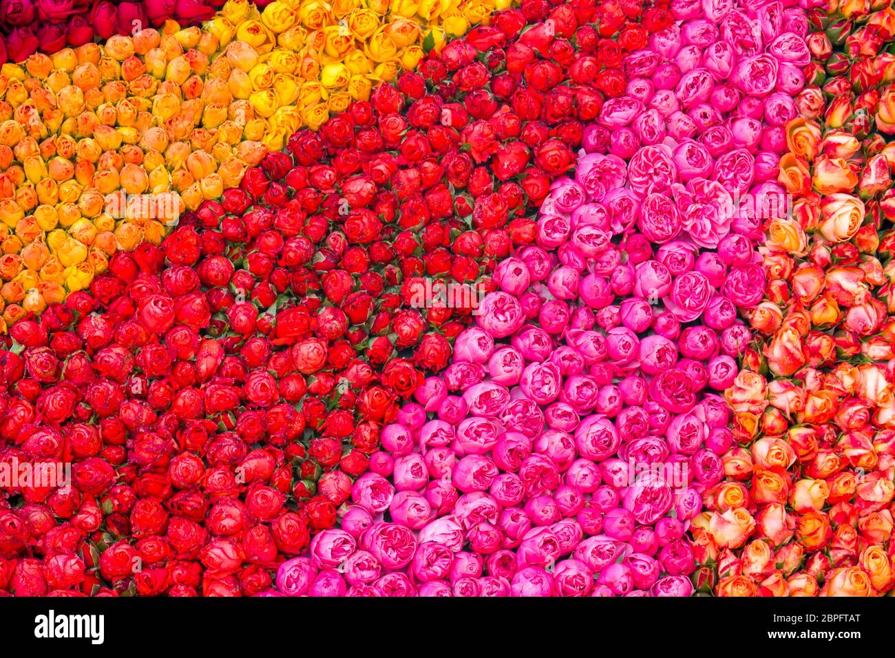 colorful roses background Stock Photo - Alamy