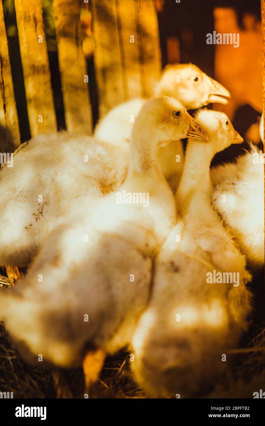 Five young goose together sit on the grass Stock Photo - Alamy