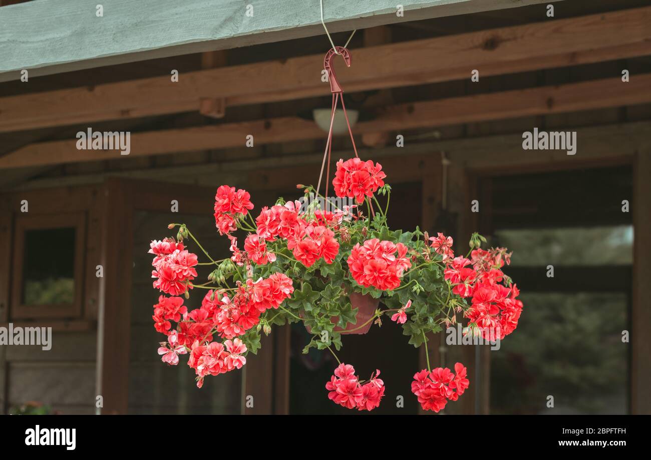 Pot with living coral flowers of ampella pelargonium Stock Photo - Alamy