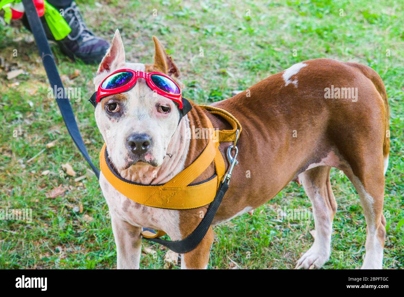 Yellow Pitbull Puppies