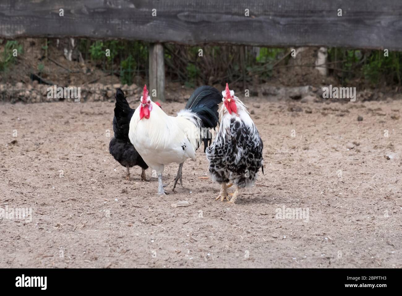 Rooster Crowing High Resolution Stock Photography and Images - Alamy