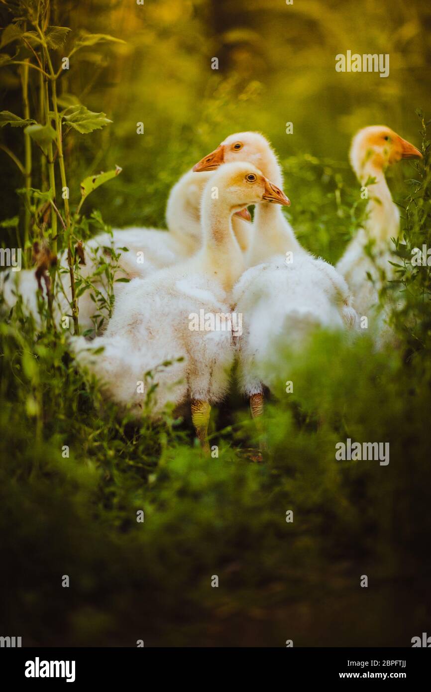 Five young goose together sit in the grass Stock Photo - Alamy
