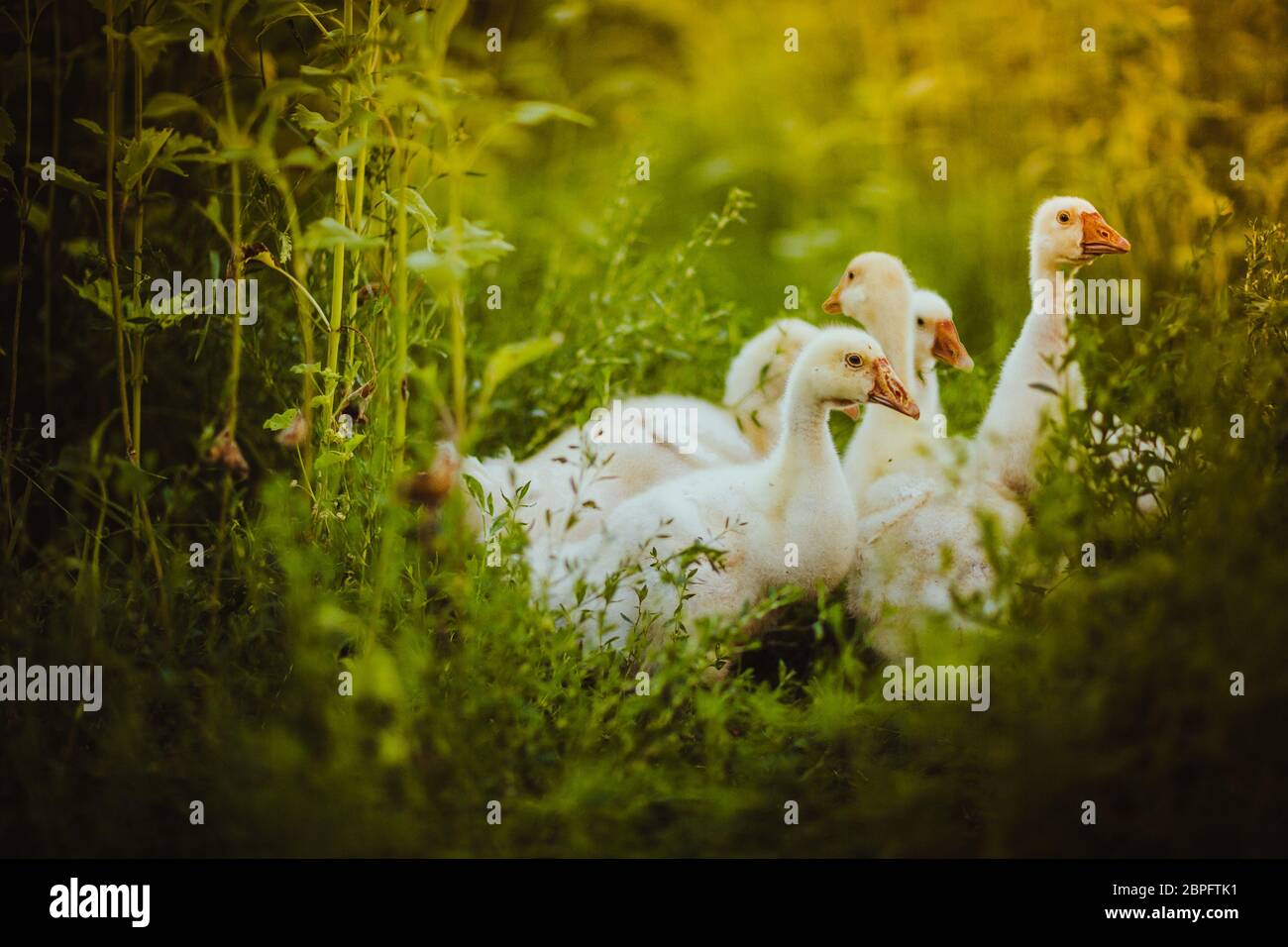 Five young goose together sit in the grass Stock Photo - Alamy