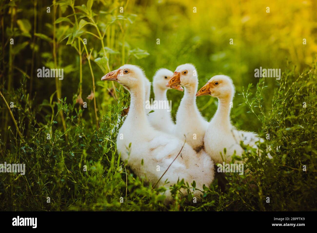 Five young goose together sit in the grass Stock Photo - Alamy