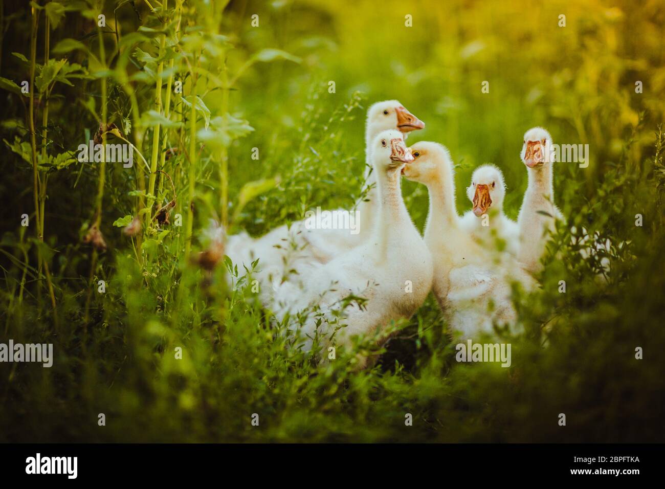 Five young goose together sit in the grass Stock Photo - Alamy