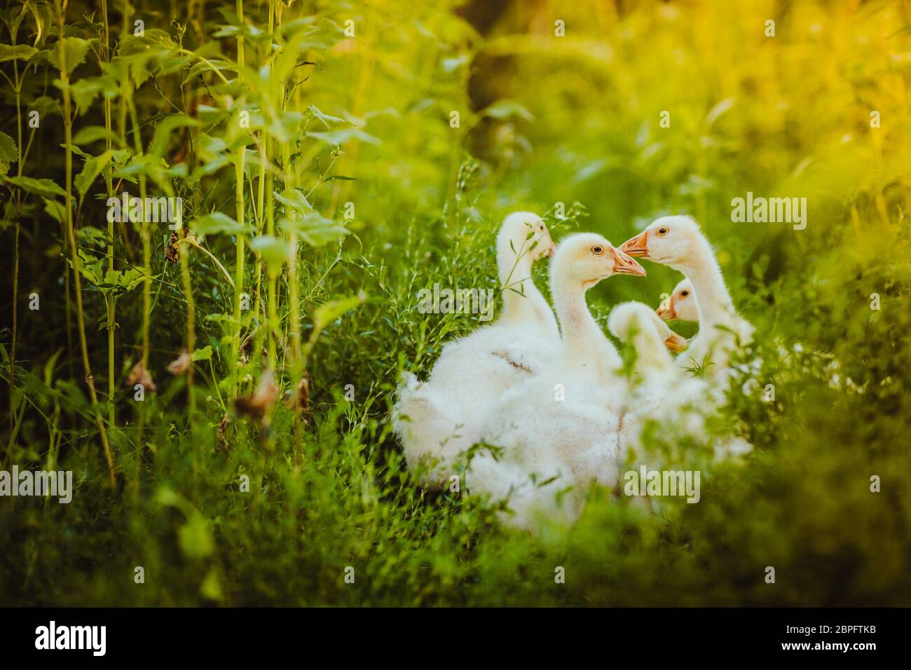 Five young goose together sit in the grass Stock Photo - Alamy
