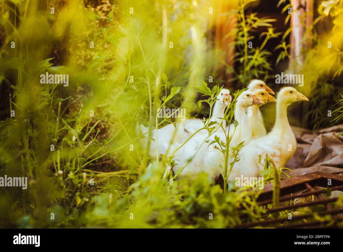 Five young goose together sit in the grass Stock Photo - Alamy