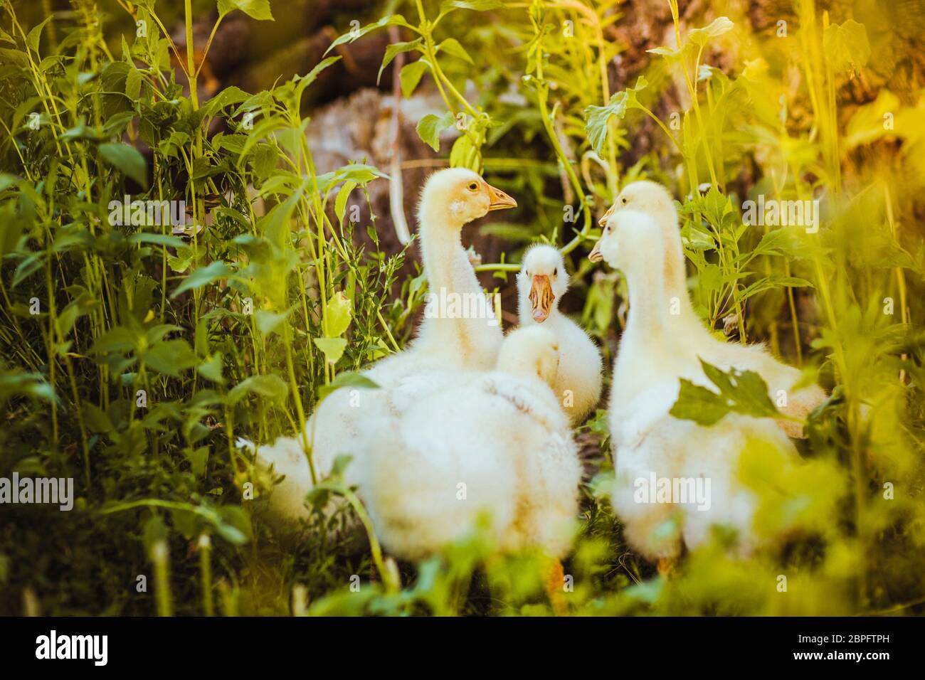 Young brother sister playing together hi-res stock photography and ...