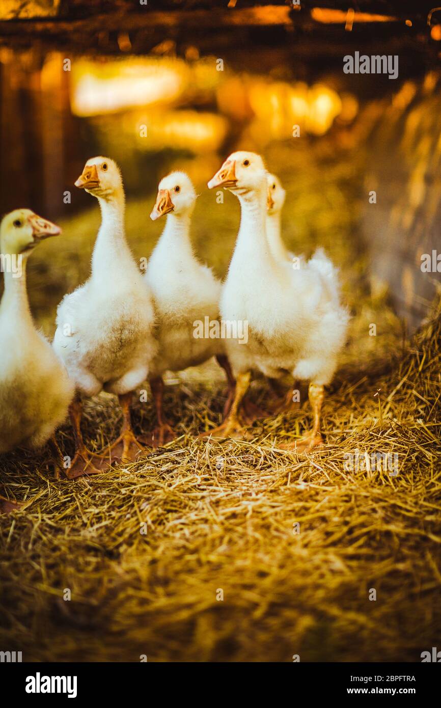 Five young goose together sit in the grass Stock Photo - Alamy