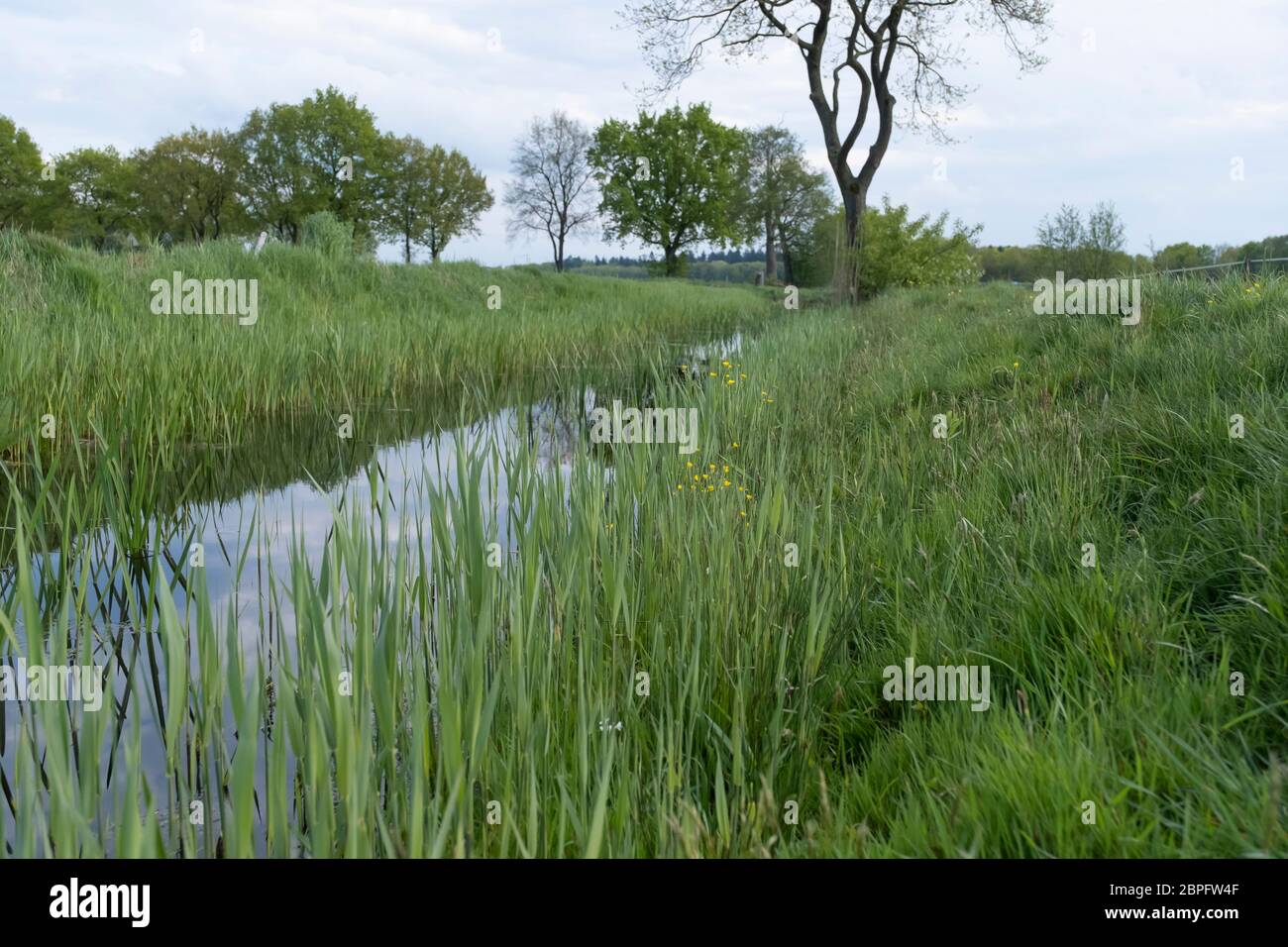 Tranquil landscape at a ditch, grasses and leaves on the edge of the ...