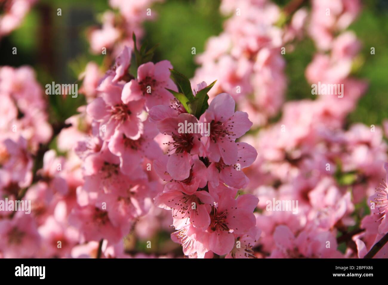 Japanese cherry tree in spring Stock Photo - Alamy