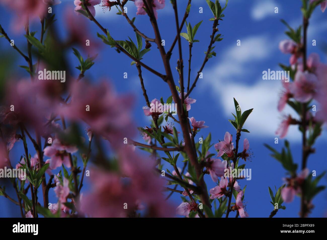 Japanese cherry tree in spring Stock Photo - Alamy