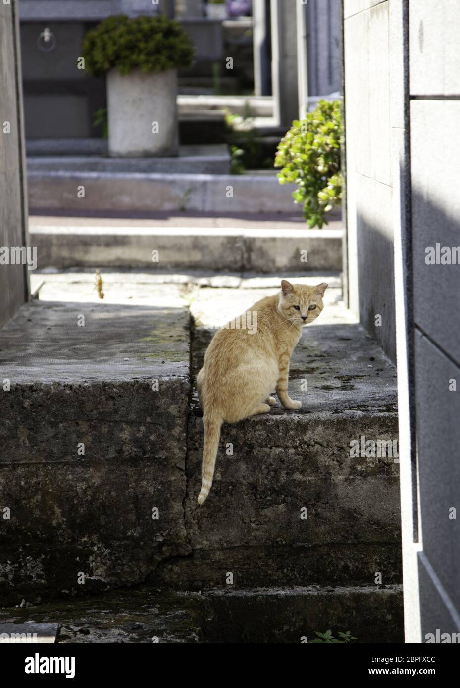 Many cats dirty hi-res stock photography and images - Alamy