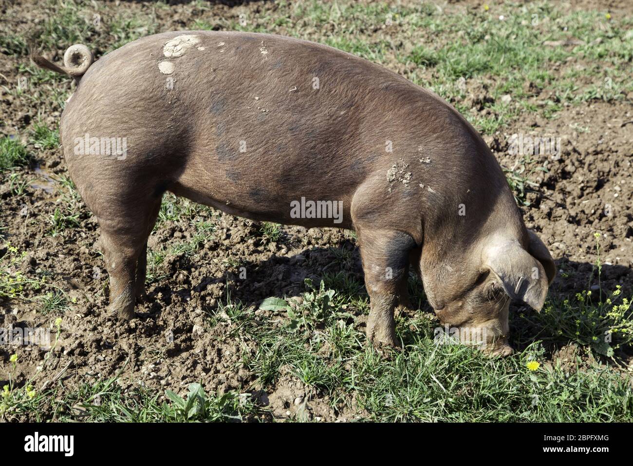 Pigs in animal farm, nature and food industry Stock Photo - Alamy