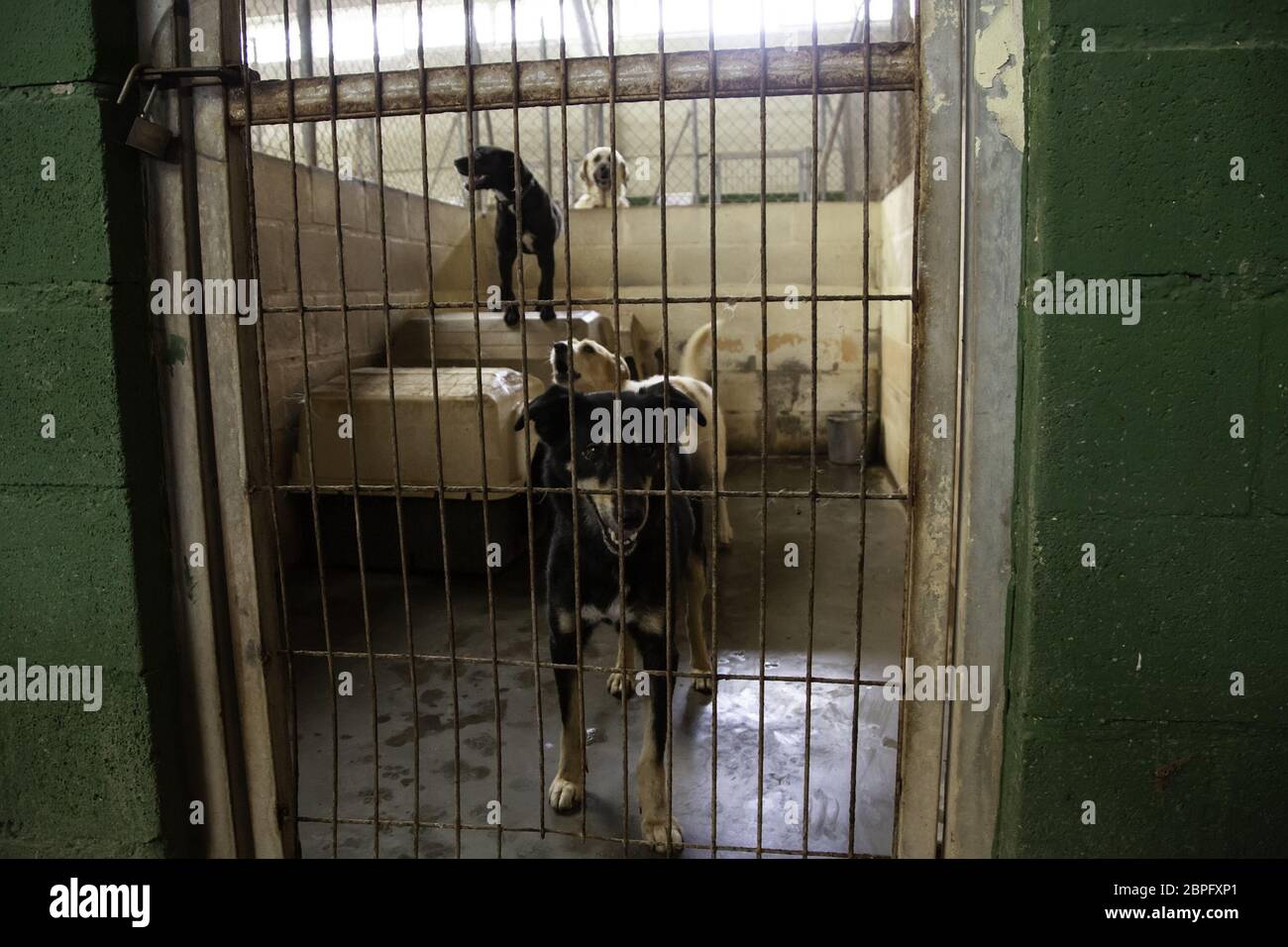 Dog in enclosed kennel, abandoned animals, abuse Stock Photo - Alamy