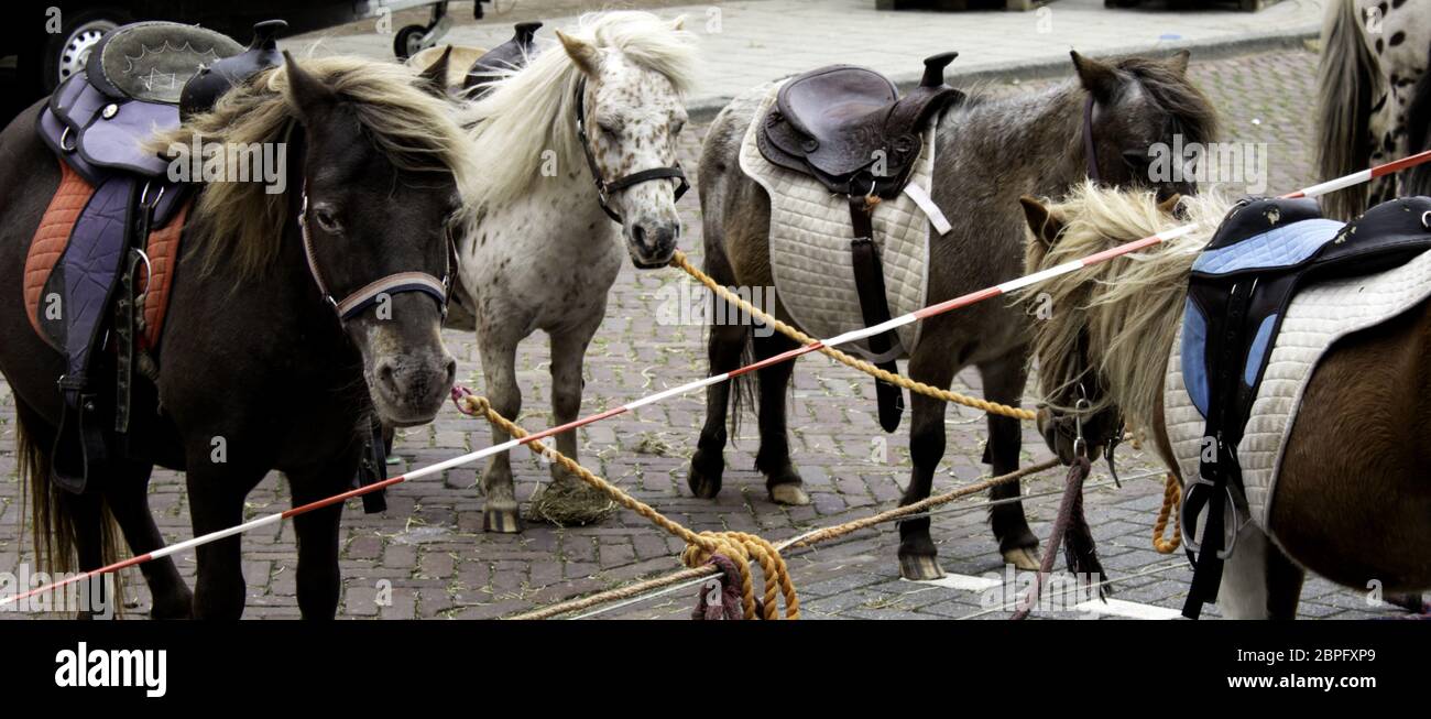 Livestock Exploitation High Resolution Stock Photography and Images - Alamy
