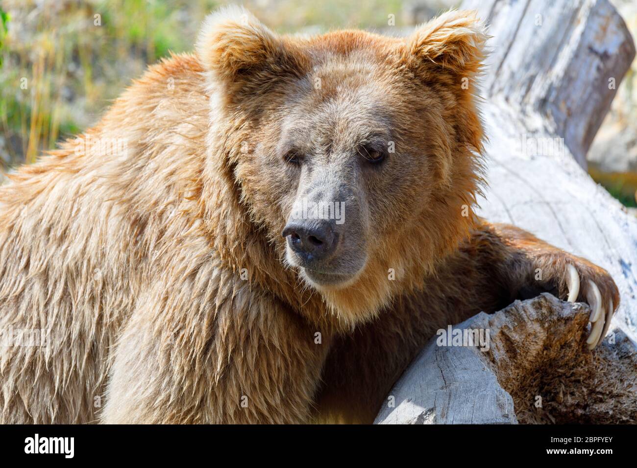 Himalayan brown bear (Ursus arctos isabellinus), also known as the ...