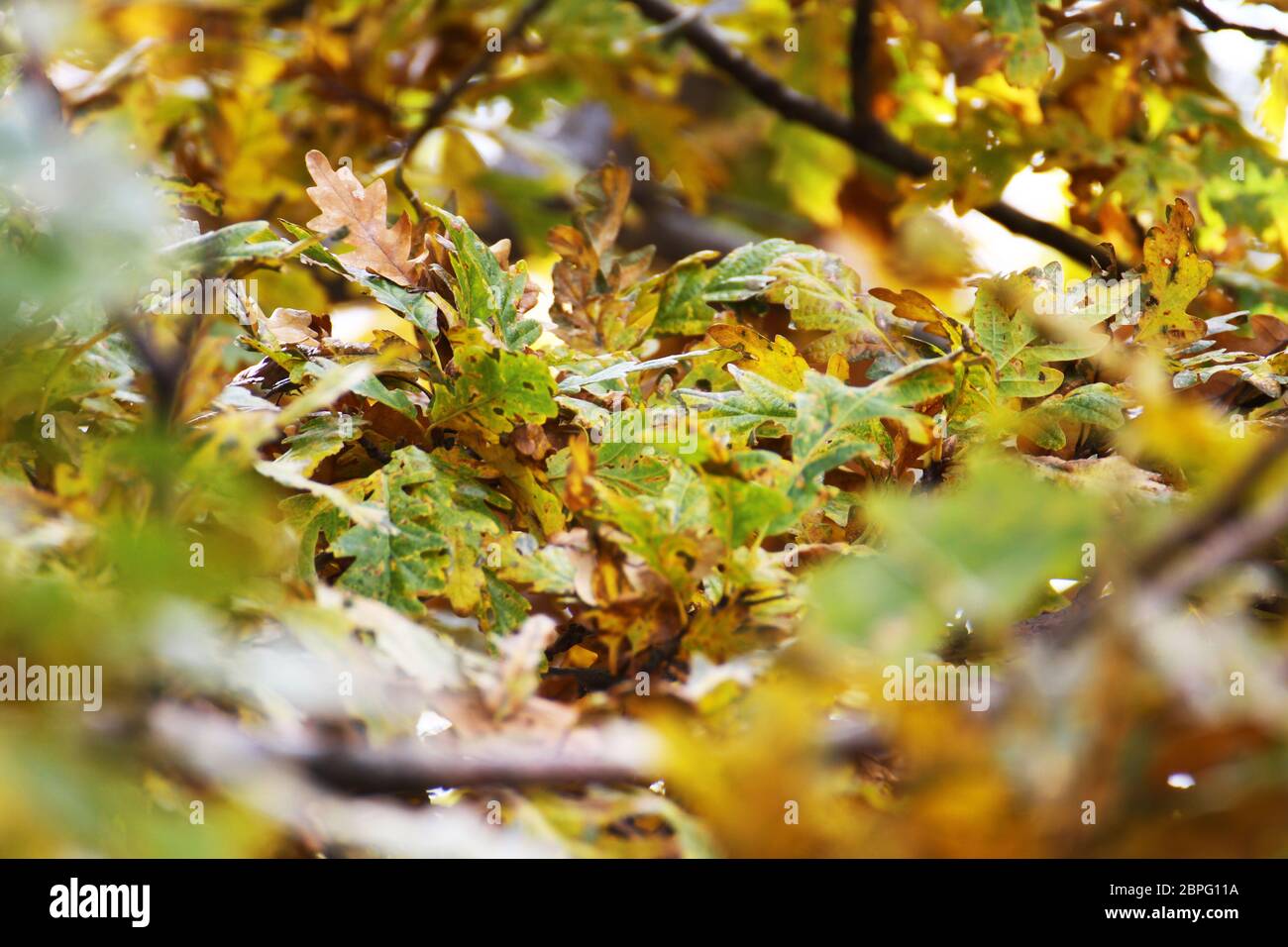 Oak Tree Seasons Four Seasons High Resolution Stock Photography and ...