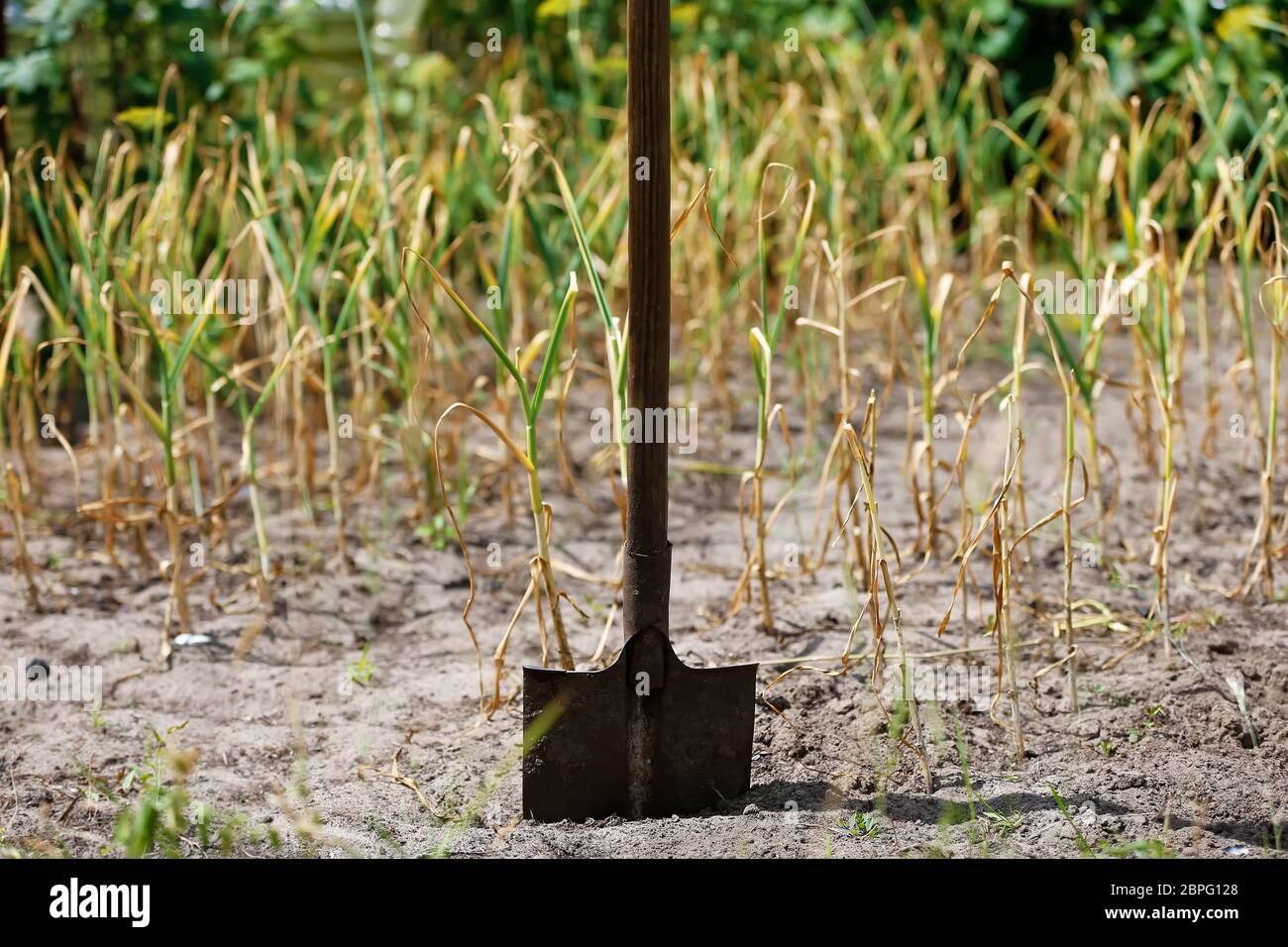 Garden shovel in the ground against the background of plants Stock ...
