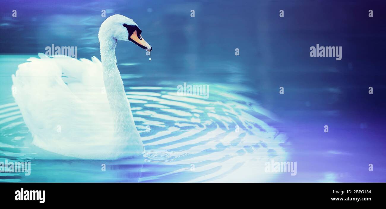 White swan banner on a blue water background. Beautiful bird in the ...