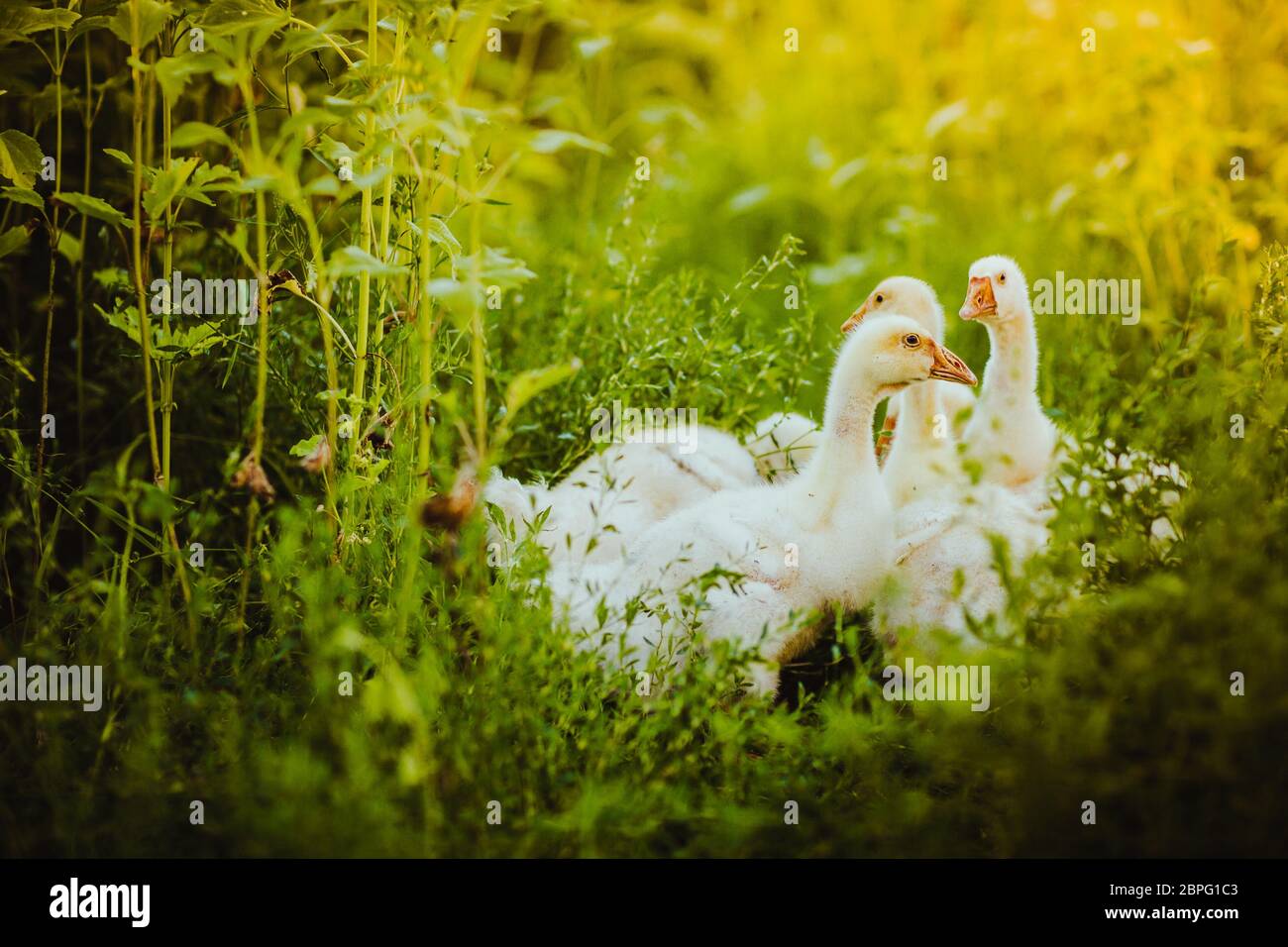 Five young goose together sit in the grass Stock Photo - Alamy