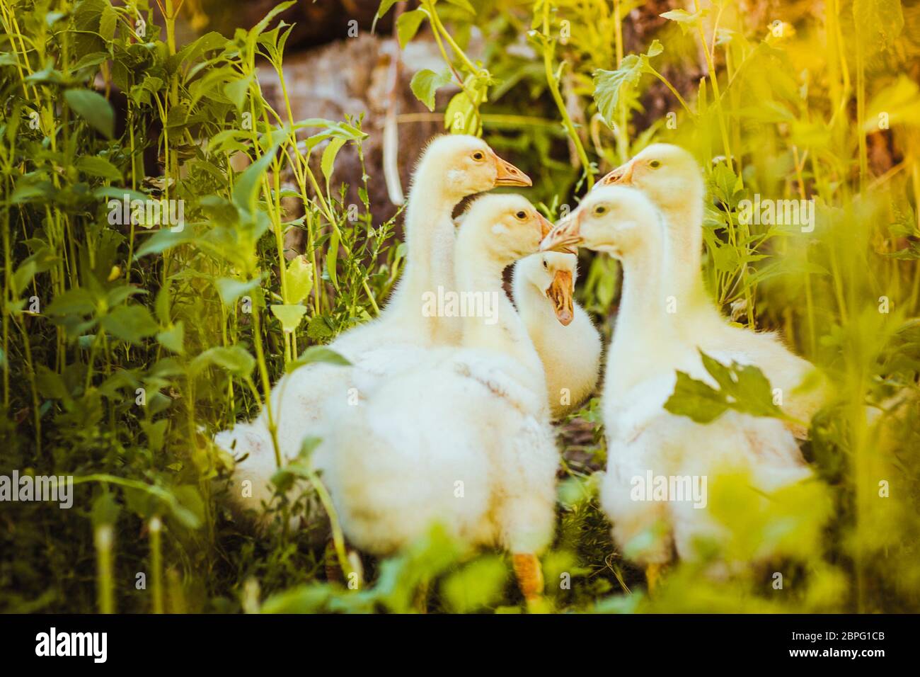 Young brother sister playing together hi-res stock photography and ...