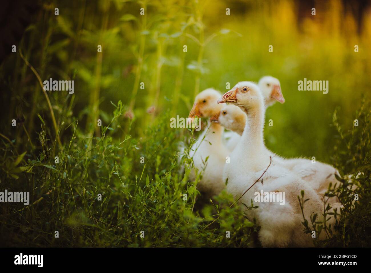 Five young goose together sit in the grass Stock Photo - Alamy