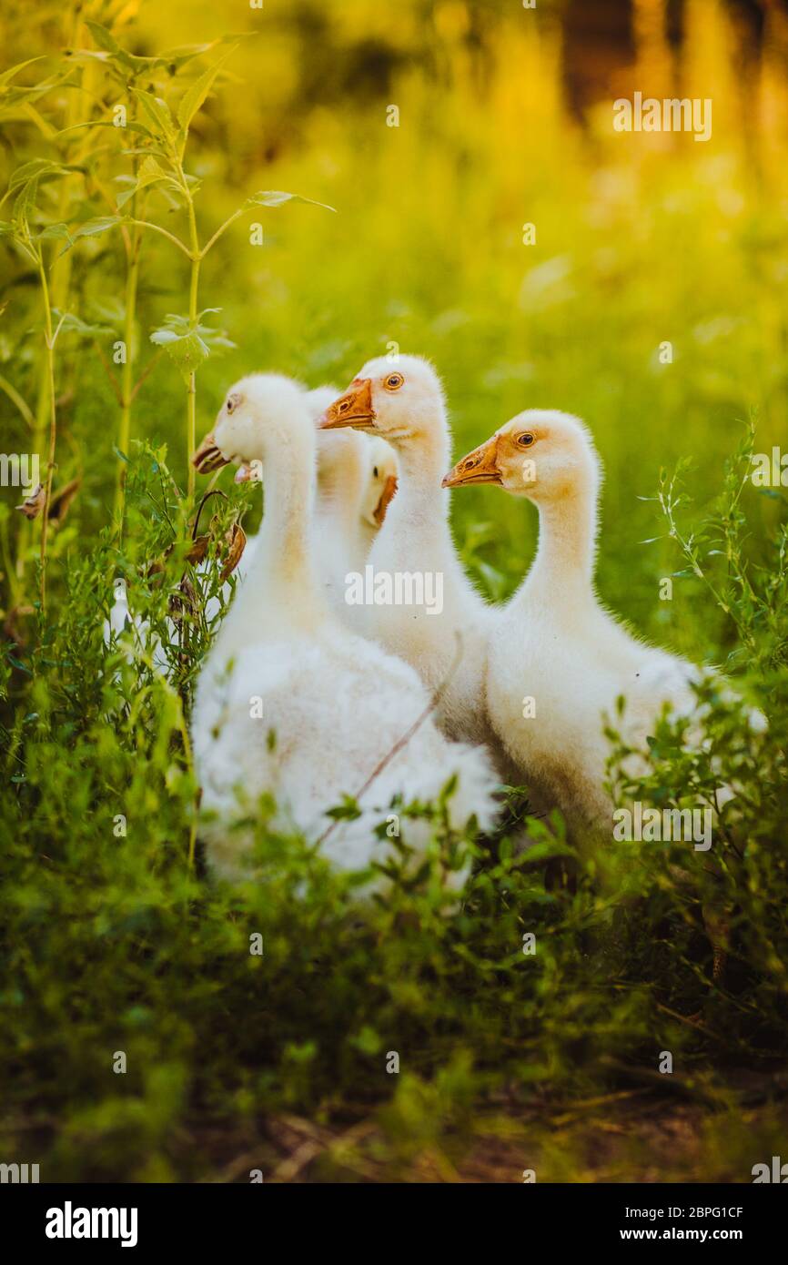 Five young goose together sit in the grass Stock Photo - Alamy