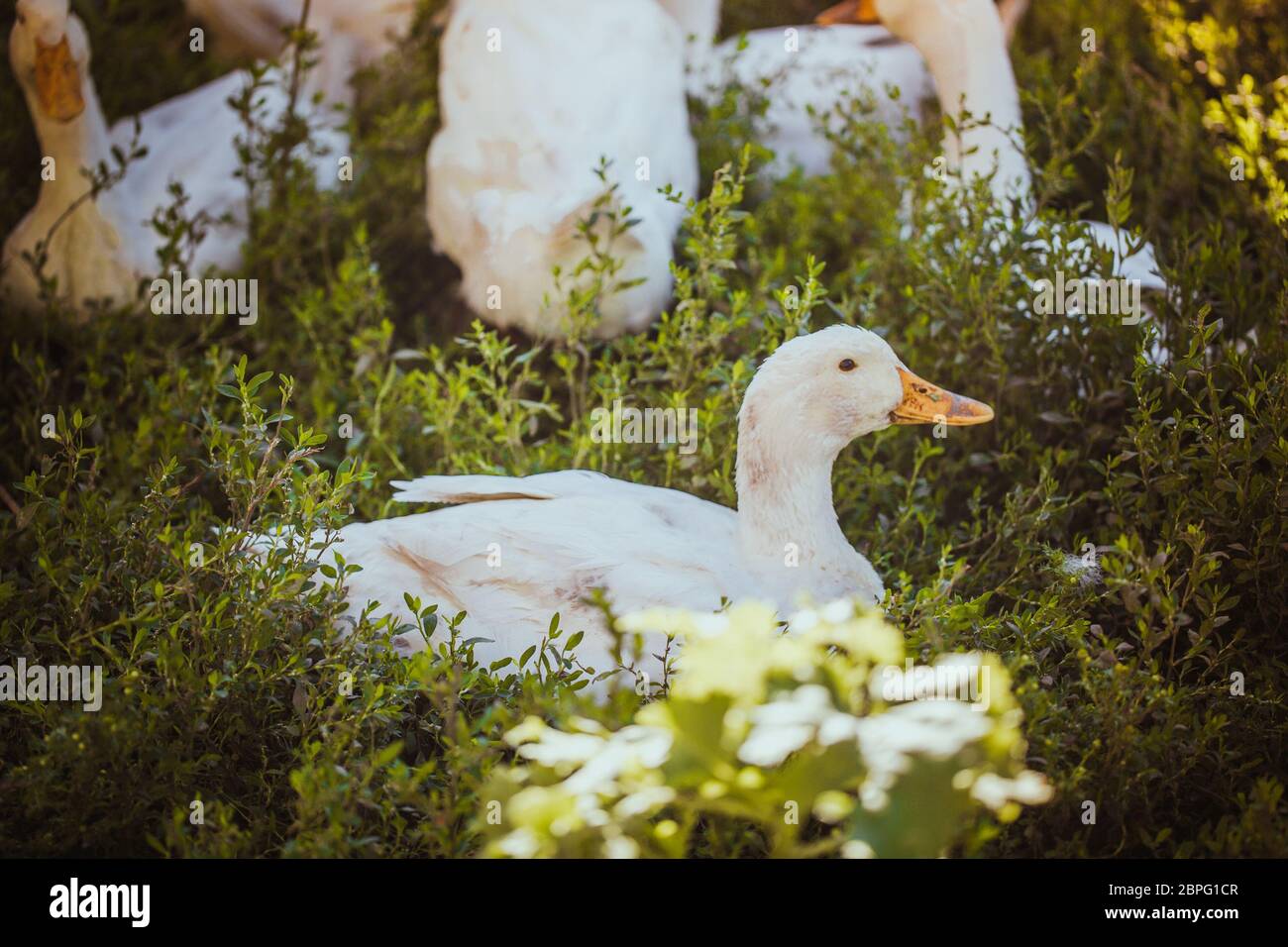 Group young ducks standing hi-res stock photography and images - Alamy