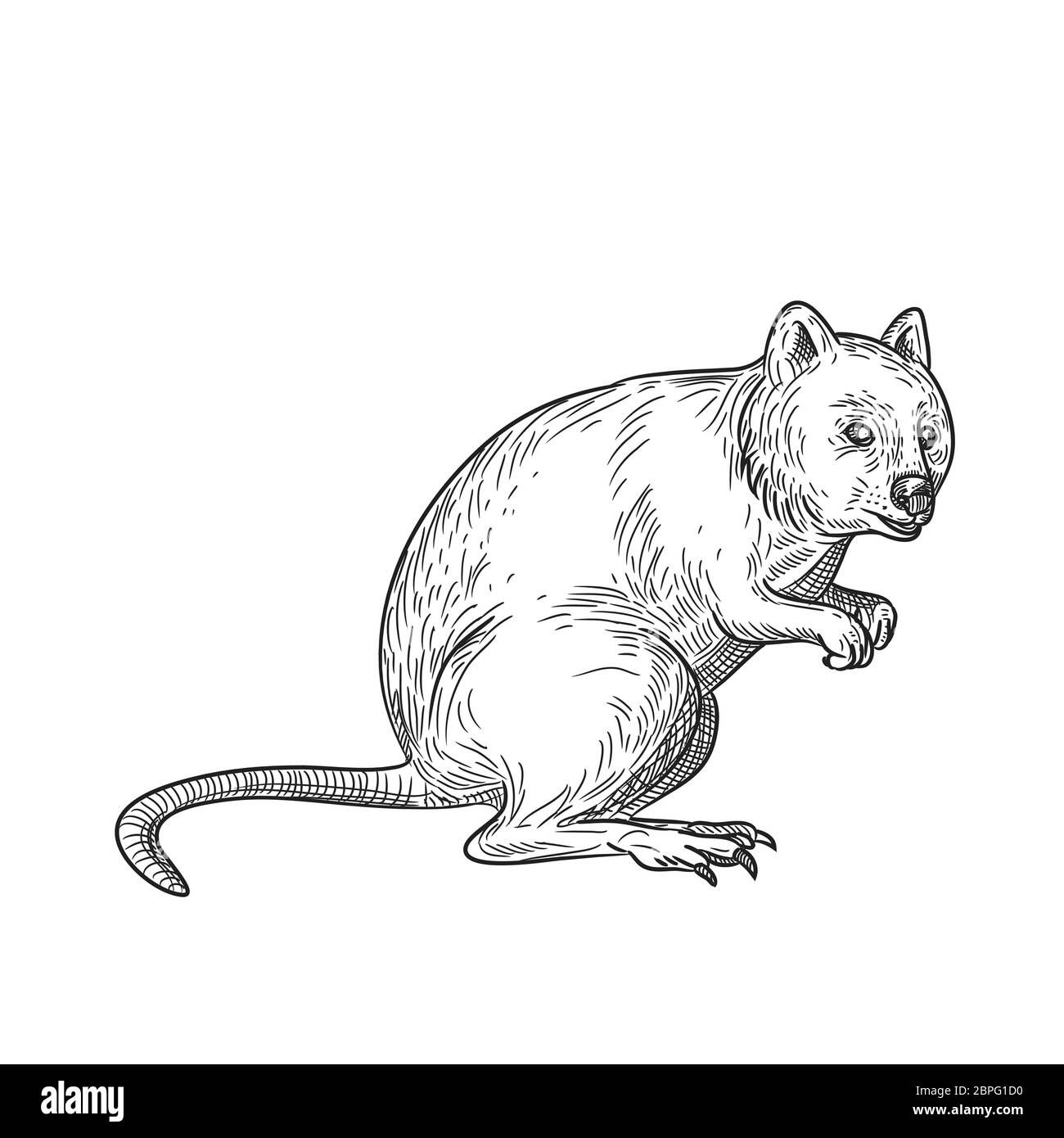 Quokka australia Black and White Stock Photos & Images - Alamy