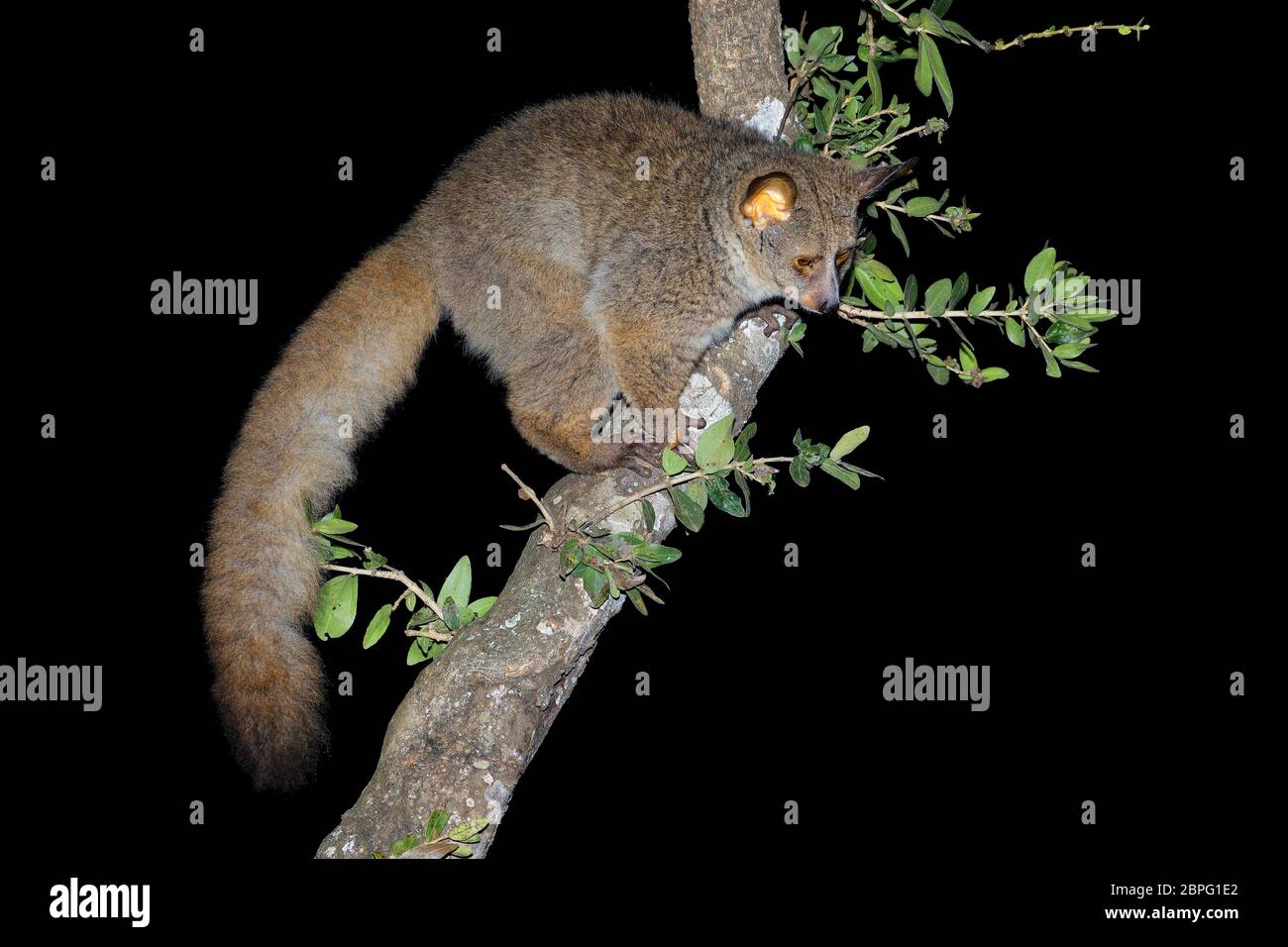 Nocturnal greater galago or bushbaby (Otolemur crassicaudatus) in a ...