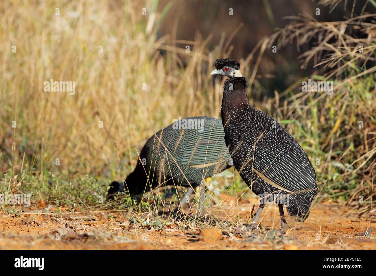 Guinea fowl in their natural habitat hi-res stock photography and ...